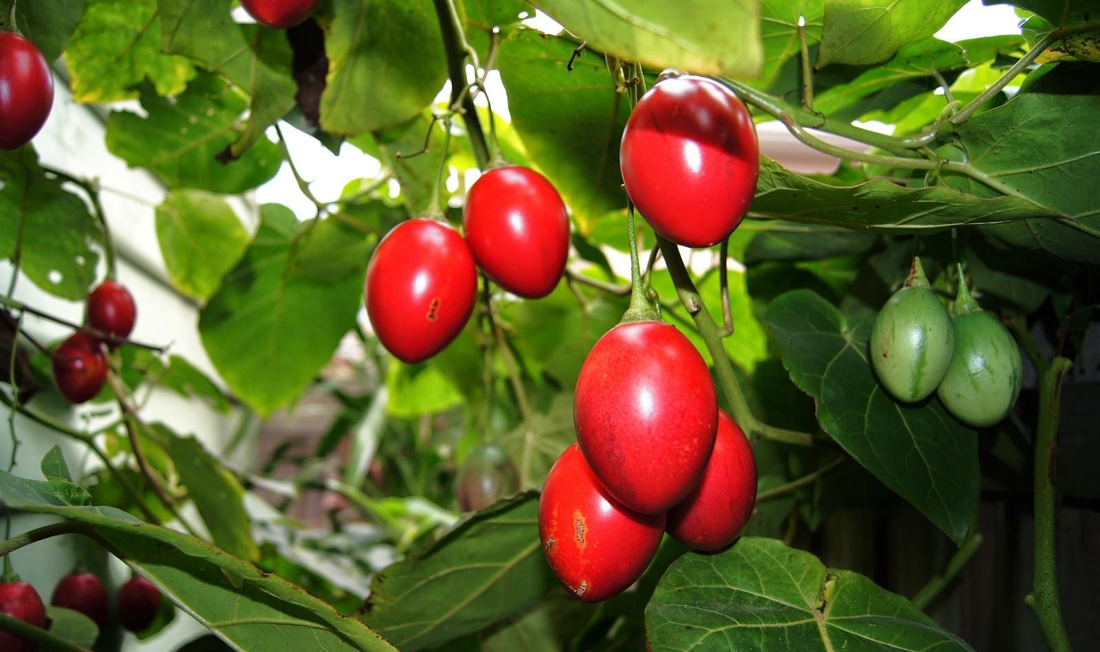 Tamarillo (domates ağacı): meyvenin faydalı özellikleri, nerede, nasıl ...